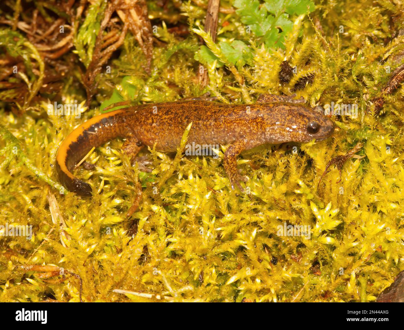 Natural closeup of the rare Japanese Tsushima salamander, Hynobius ...