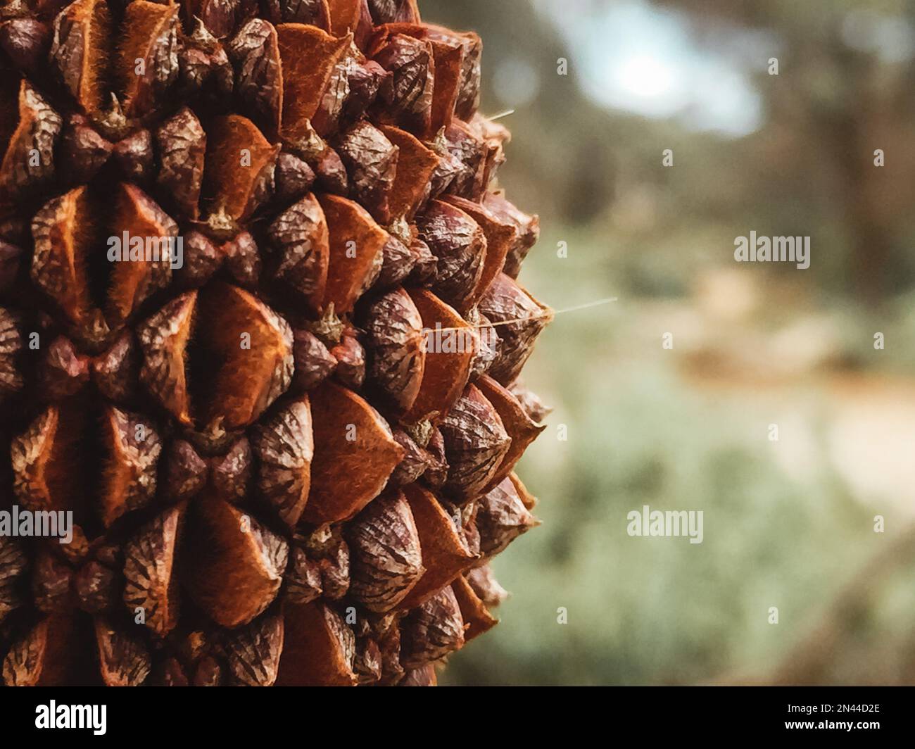 Scrub she oak hi-res stock photography and images - Alamy