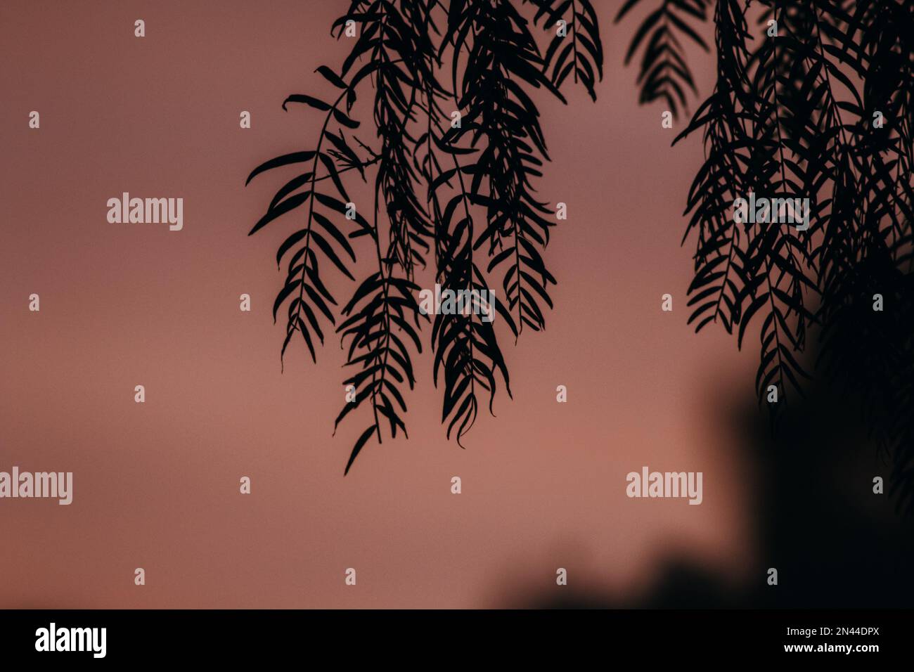 Deep pink orange sunset with silhouette tree Stock Photo - Alamy