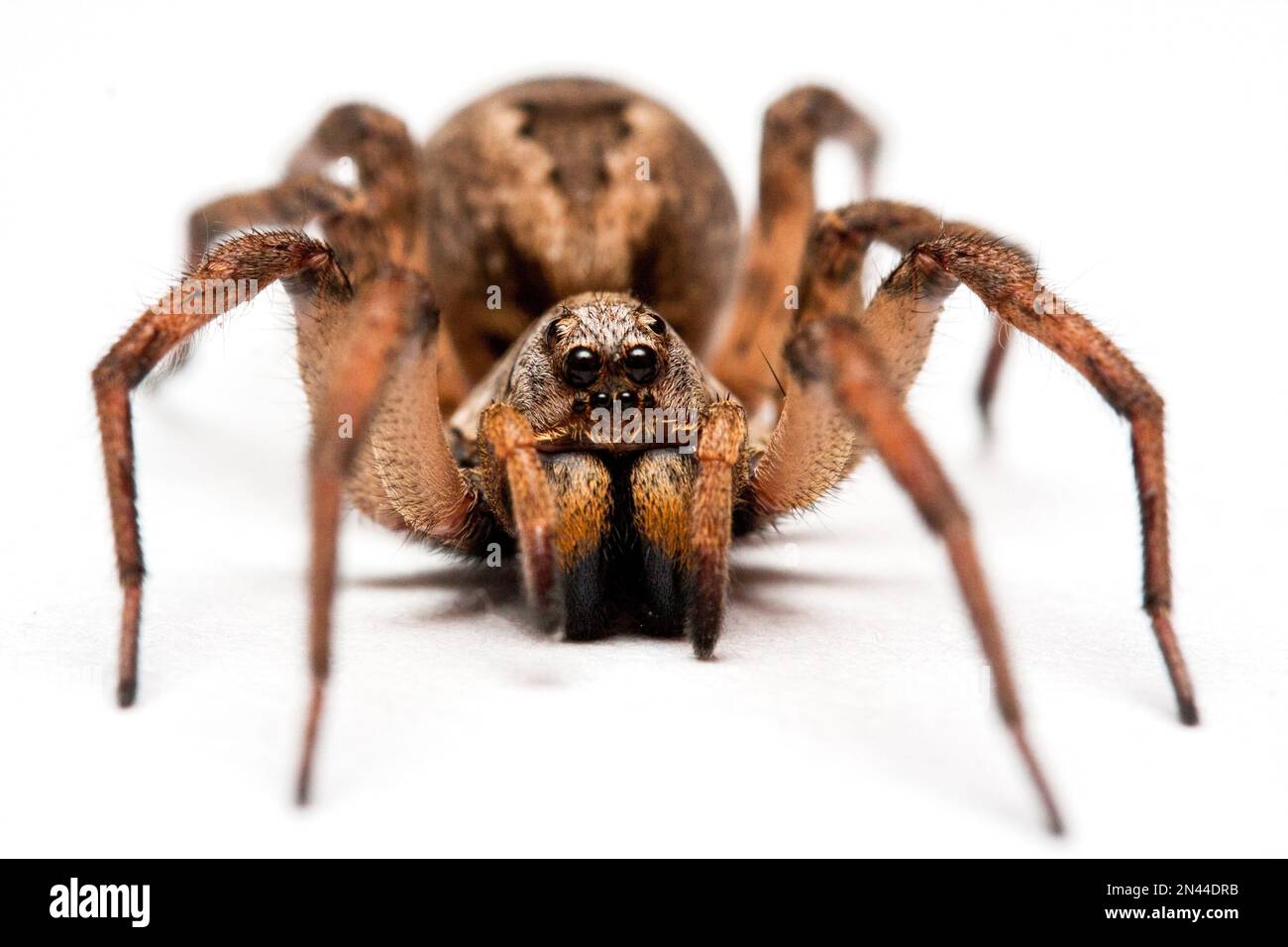 Large huntsman spider on clean white background Stock Photo - Alamy