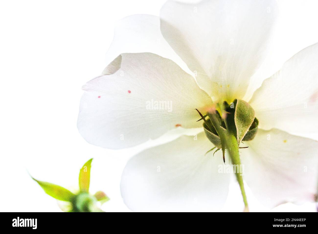 Underneath of a white petal flower, high pass photography Stock Photo ...