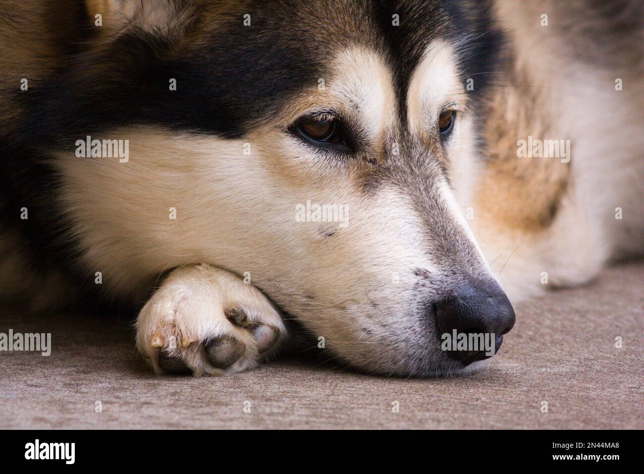 Malamute dog resting head on paw Stock Photo - Alamy