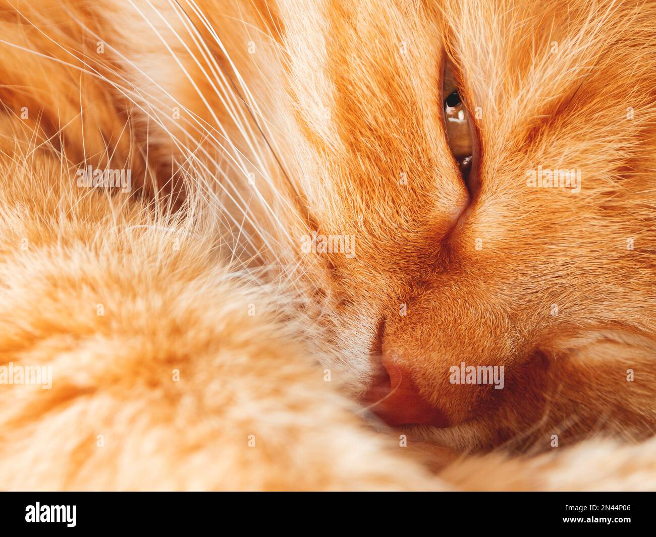 Cute ginger cat is dozing. Close up photo of fluffy pet face. Domestic ...