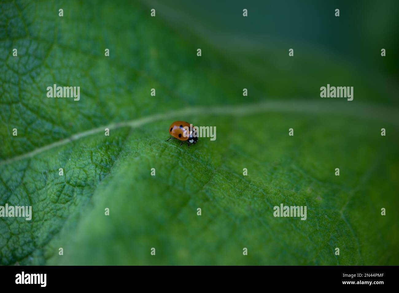 Ladybug flying isolated hi-res stock photography and images - Alamy