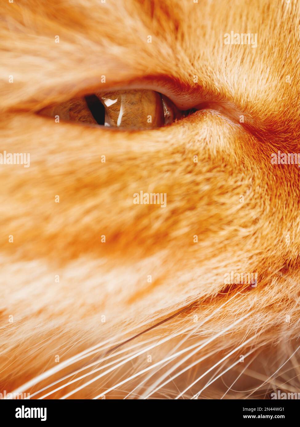Cute ginger cat is dozing. Close up photo of fluffy pet face. Domestic ...
