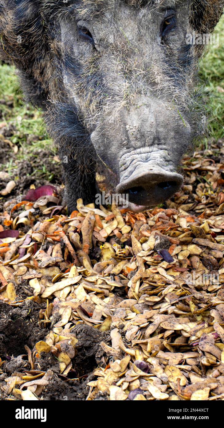 Big wild boar eats peeling potatoes in nature. Hunting for a wild boar ...