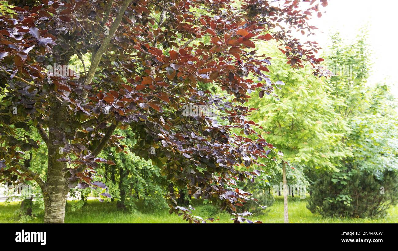 Beautiful tree with dark leaves European beech. Background Stock Photo ...