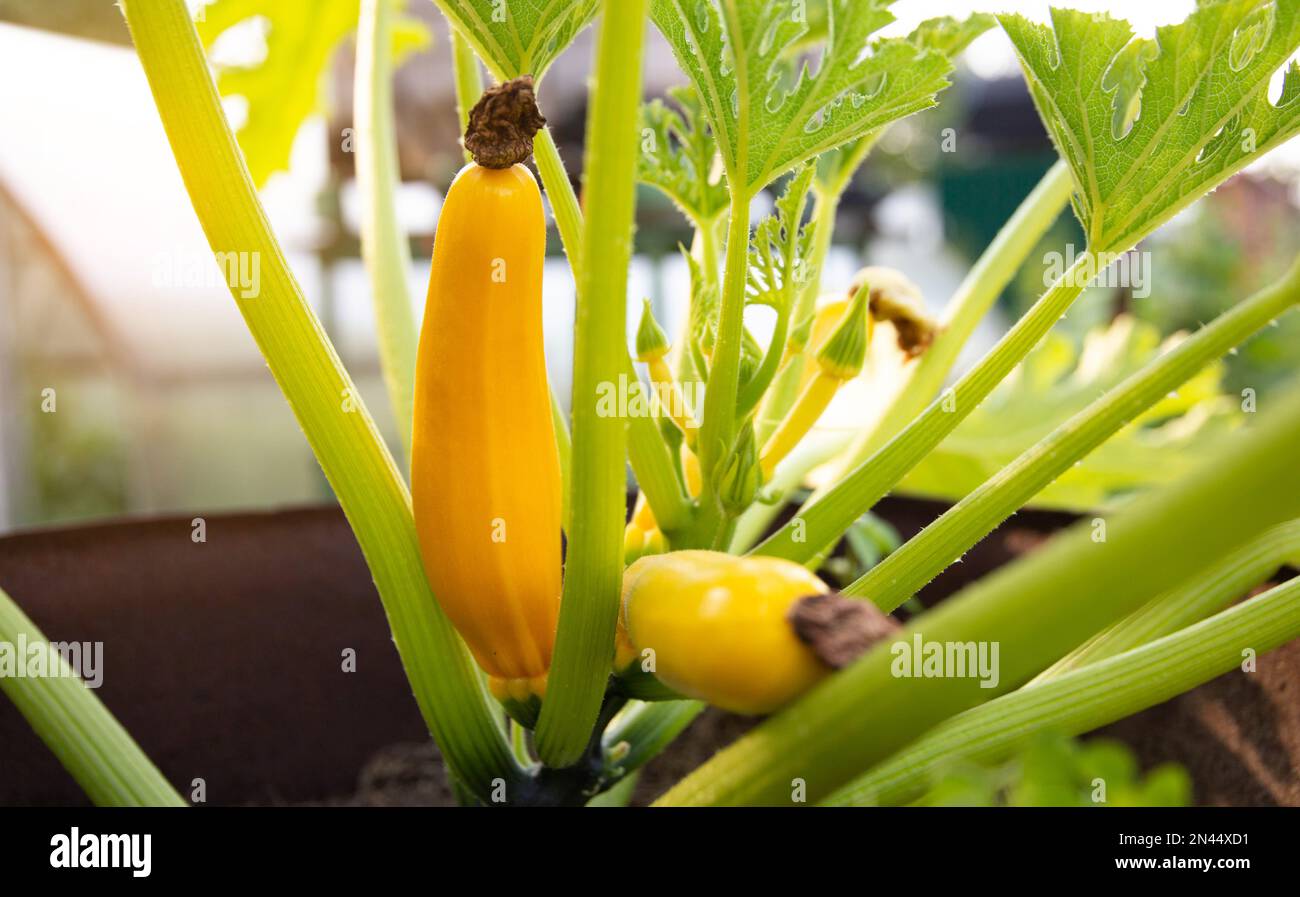 Beautiful yellow zucchini grows in the ground. Growing vegetables in ...