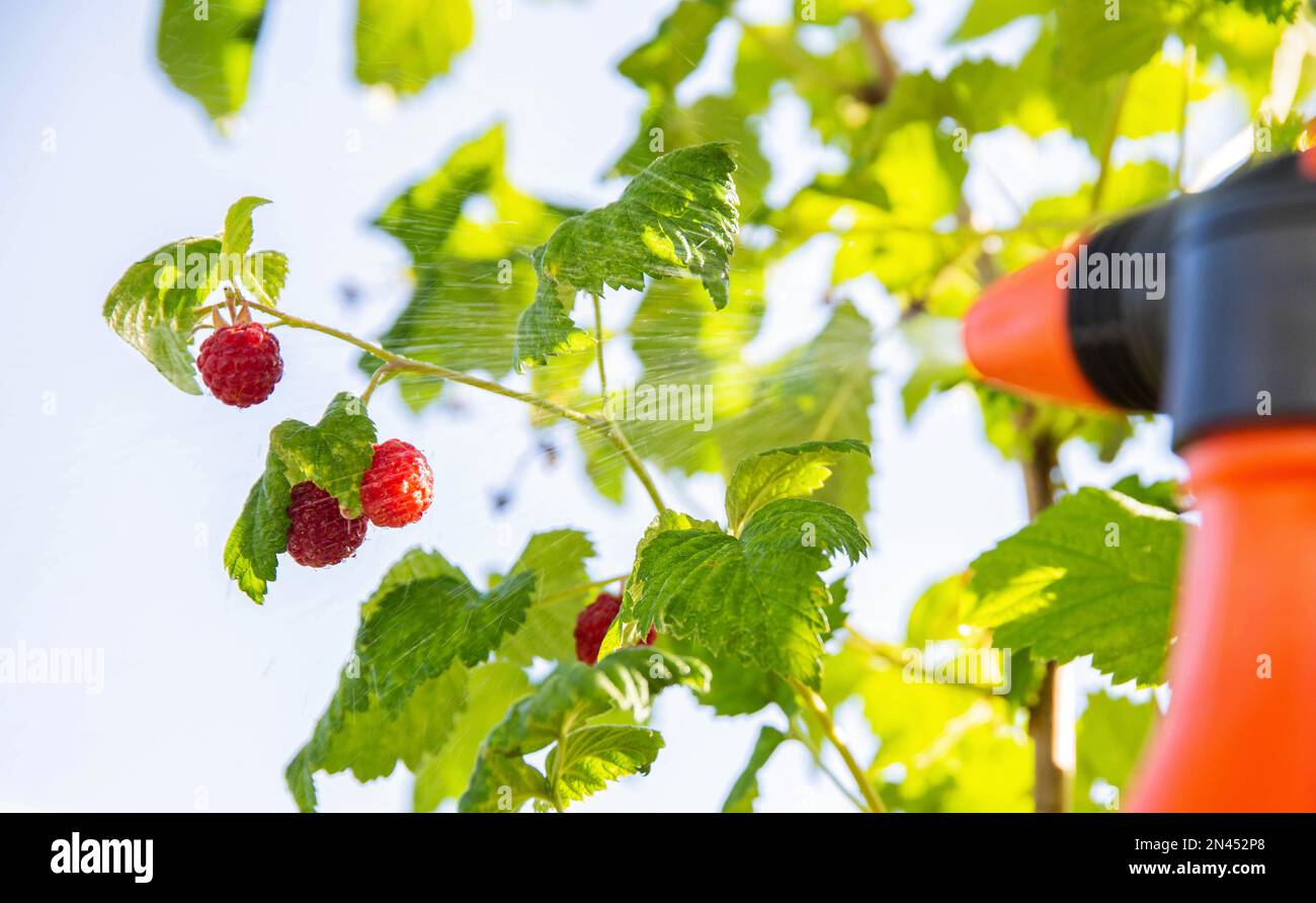 spraying raspberries with copper sulfate, urea and ammonia from pests ...