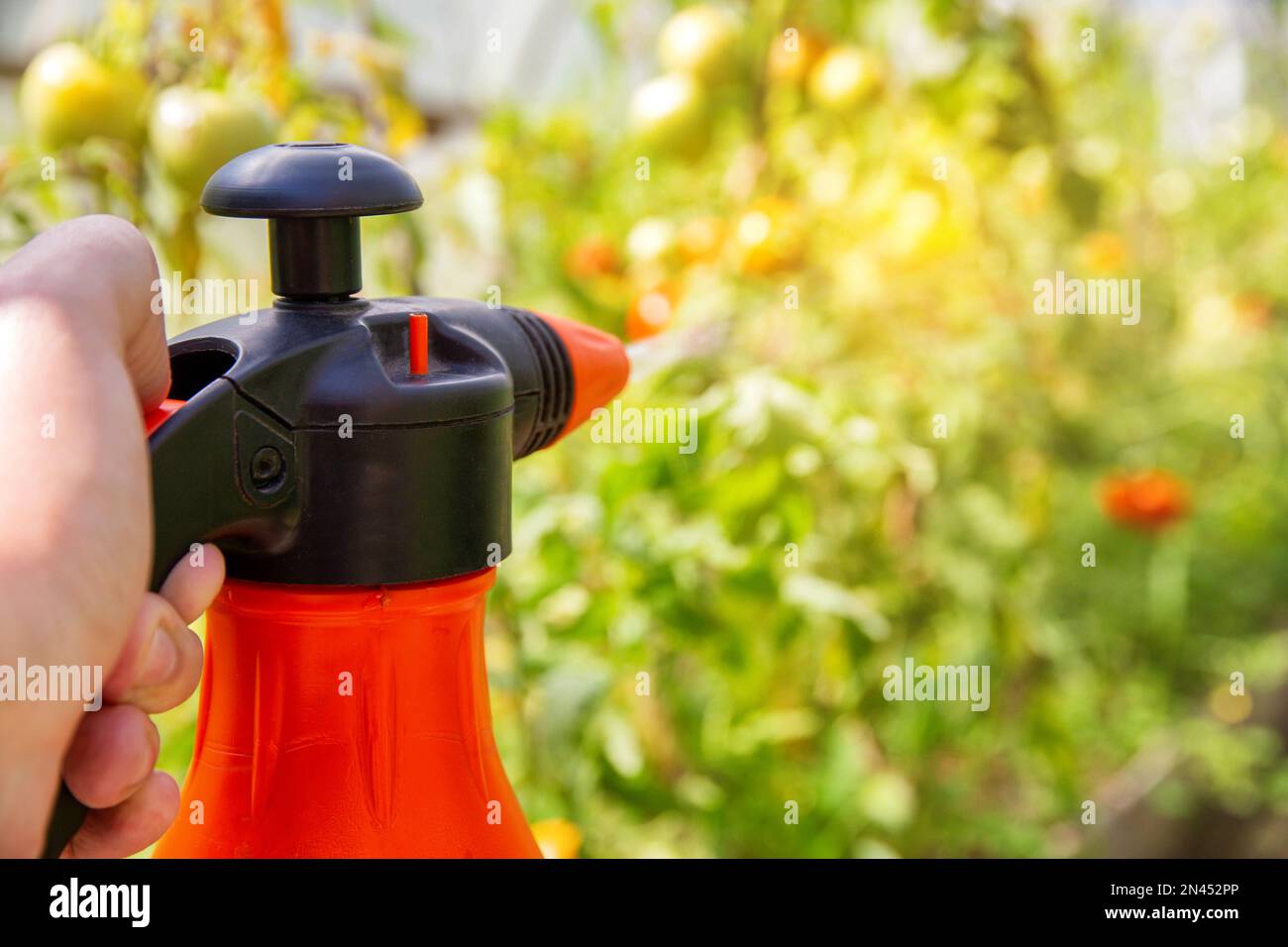 Spraying a tomato with a solution against diseases and phytophthora ...