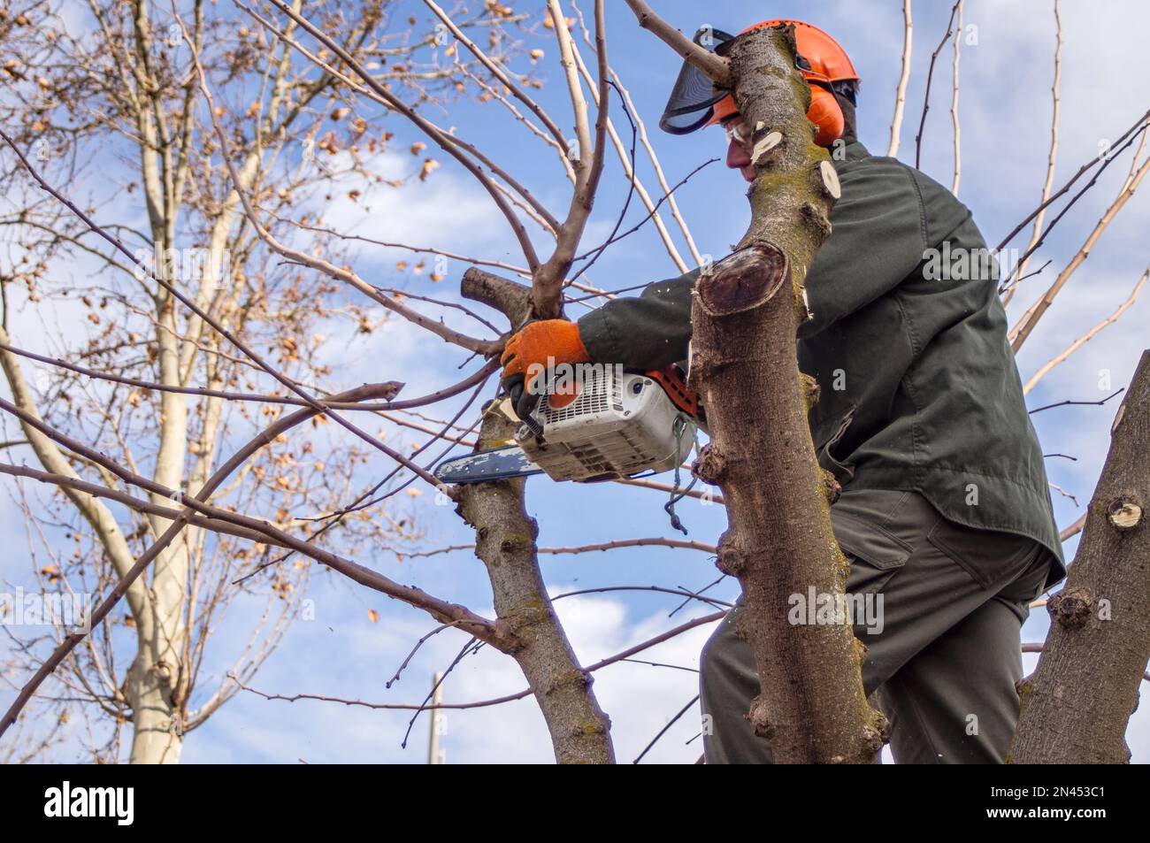 Gardening operator pruning trees with a chainsaw Stock Photo - Alamy