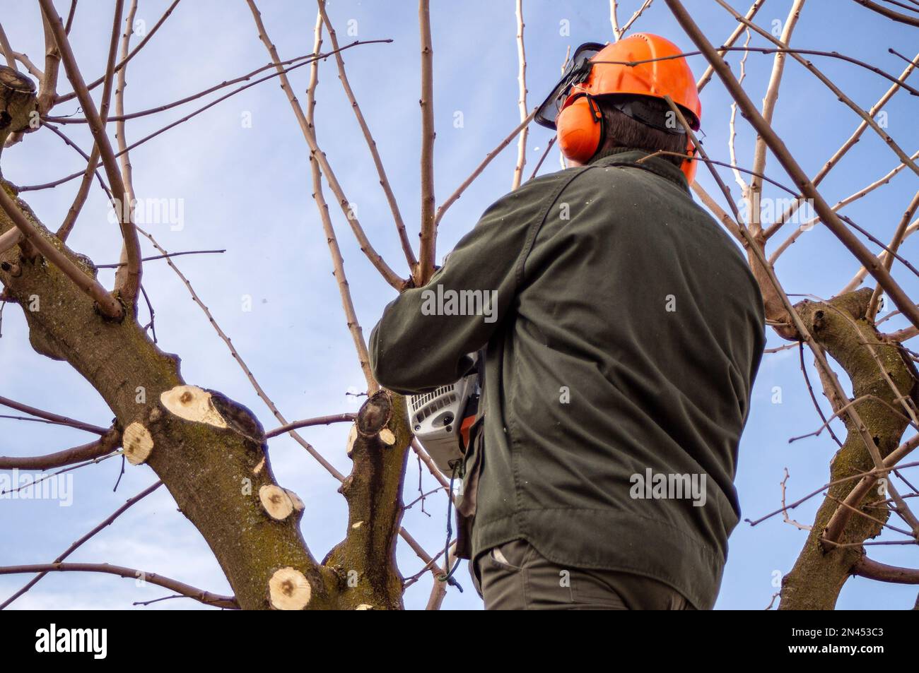 Gardening operator pruning trees with a chainsaw Stock Photo - Alamy