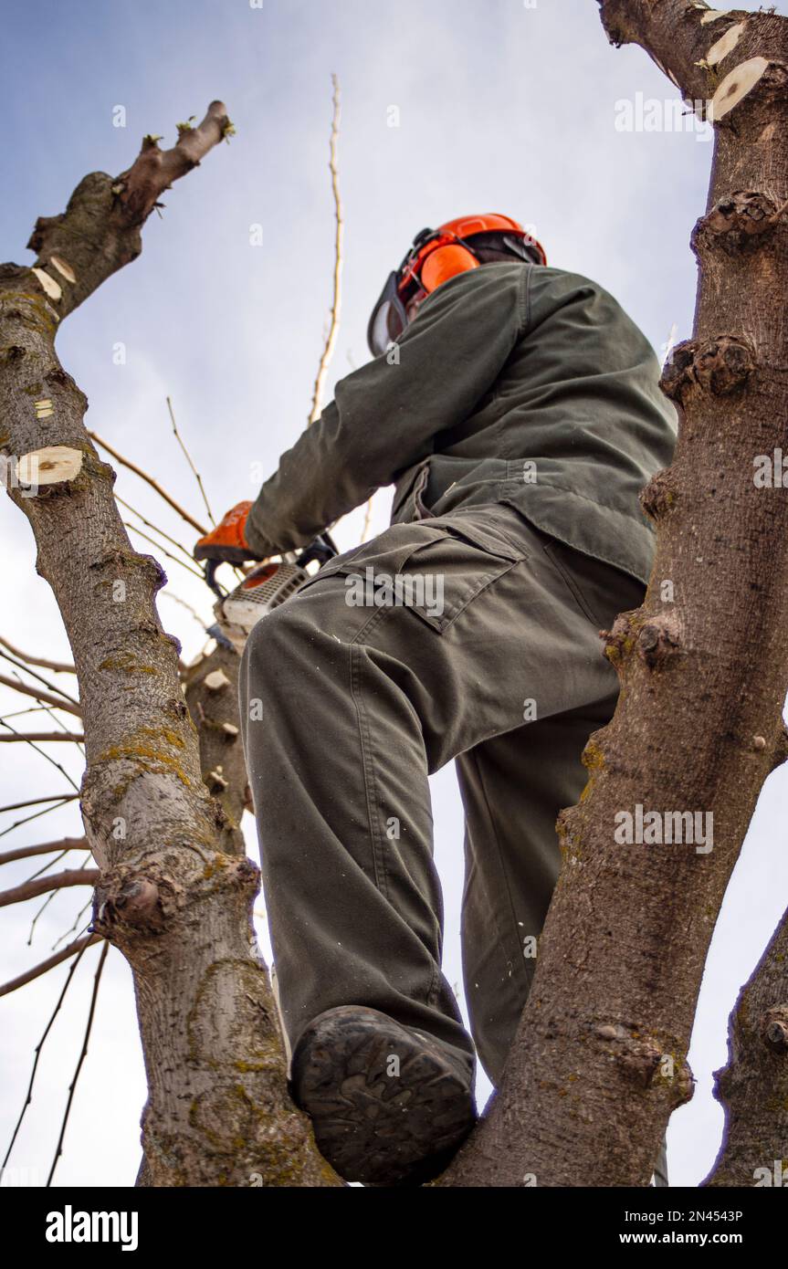 Young chainsaw operator hi-res stock photography and images - Alamy