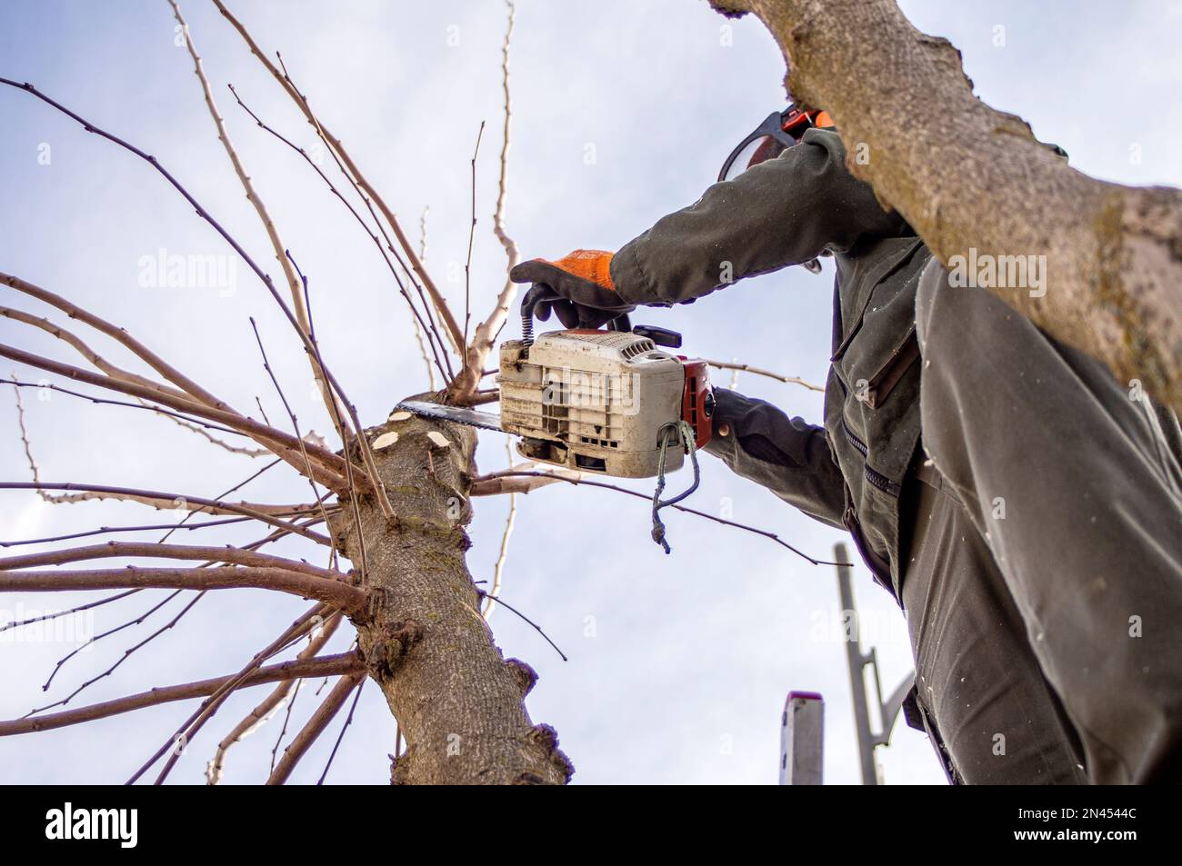 Gardening operator pruning trees with a chainsaw Stock Photo - Alamy
