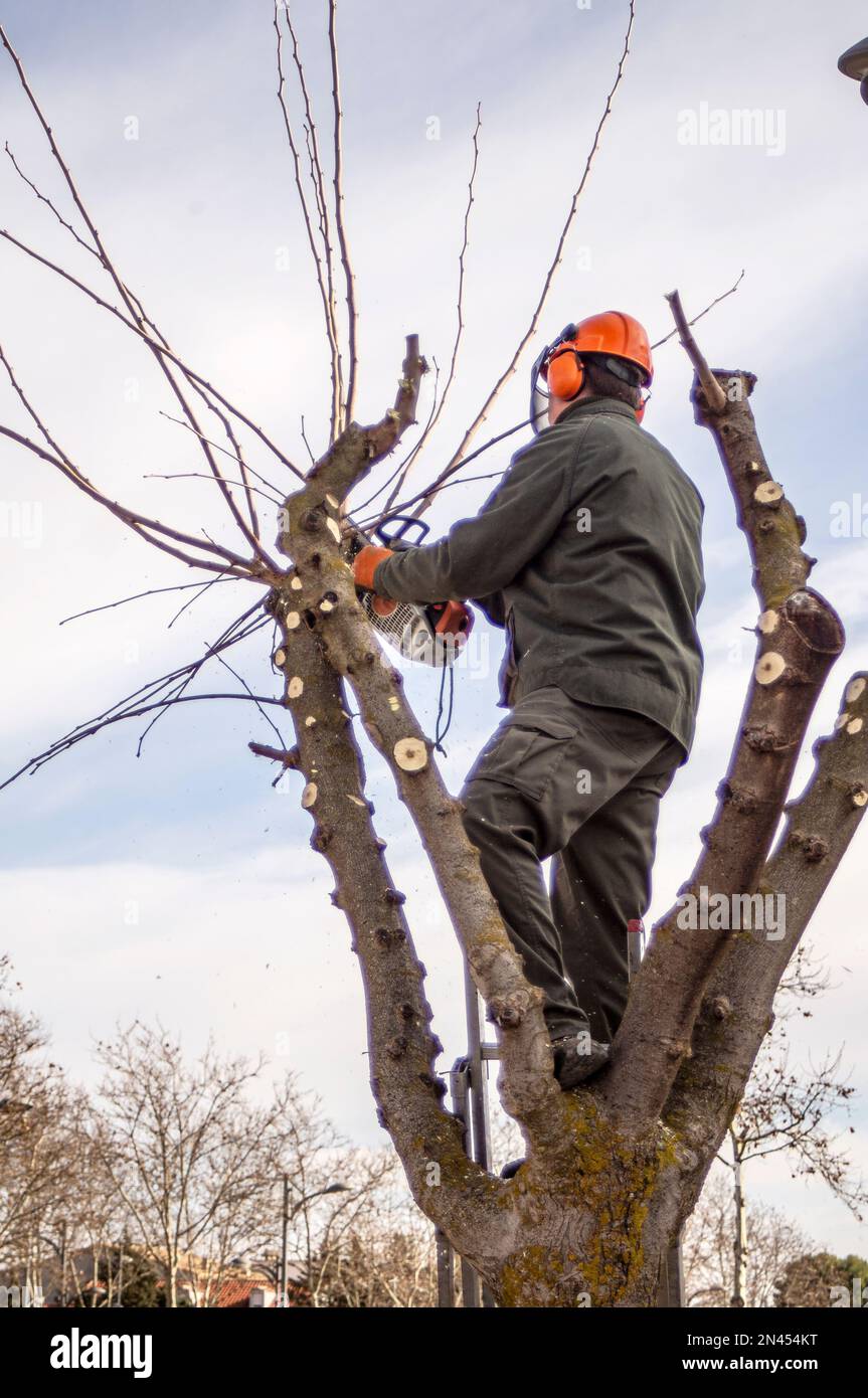 Young chainsaw operator hi-res stock photography and images - Alamy
