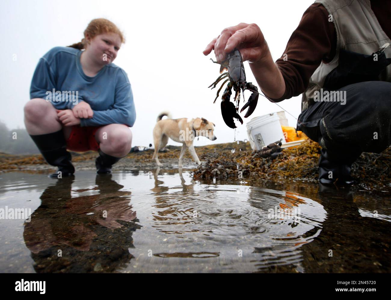 In this Wednesday, Aug. 13, 2014 photo, a juvenile lobster is returned ...