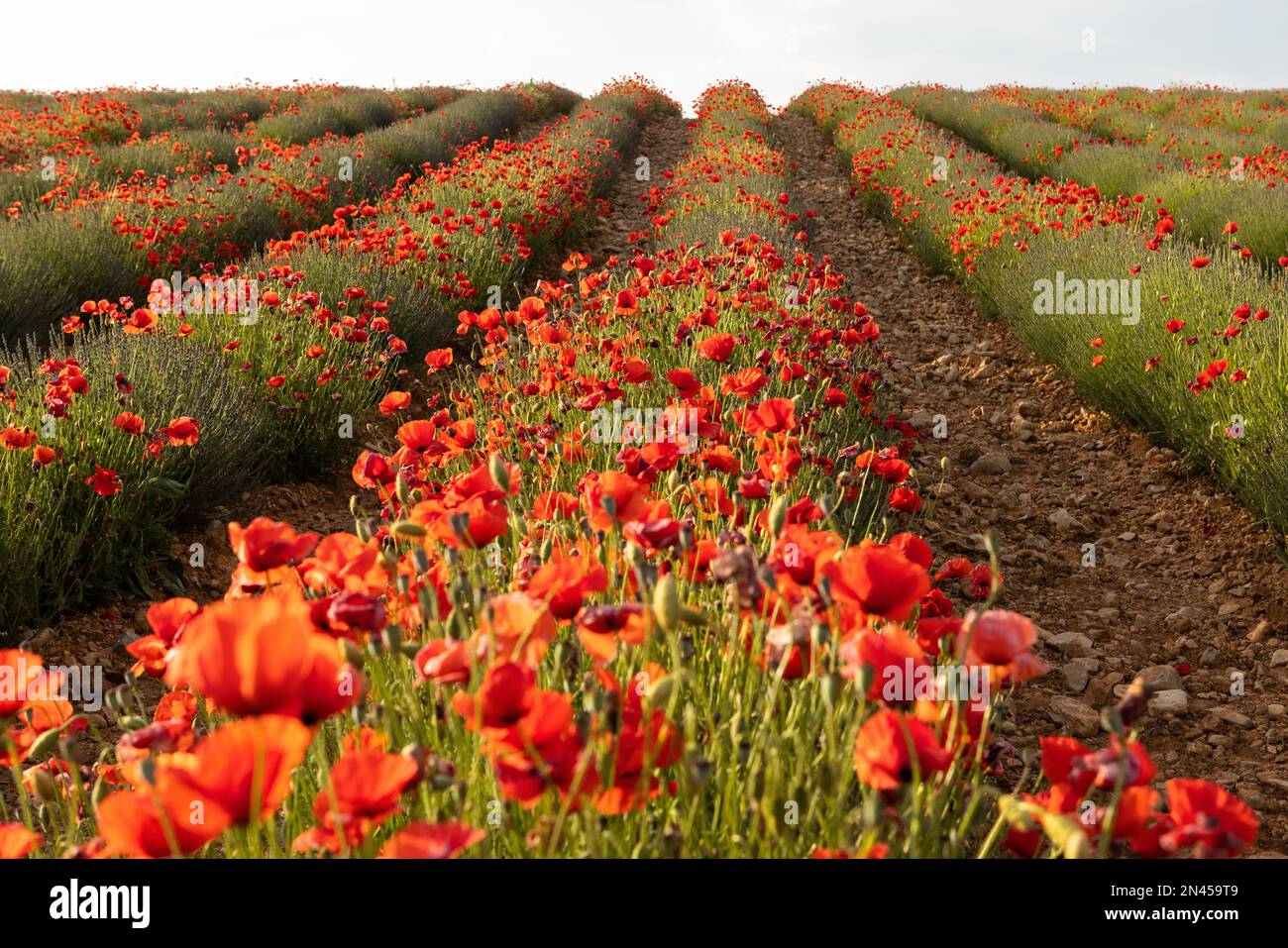 Poppy field in France Stock Photo - Alamy