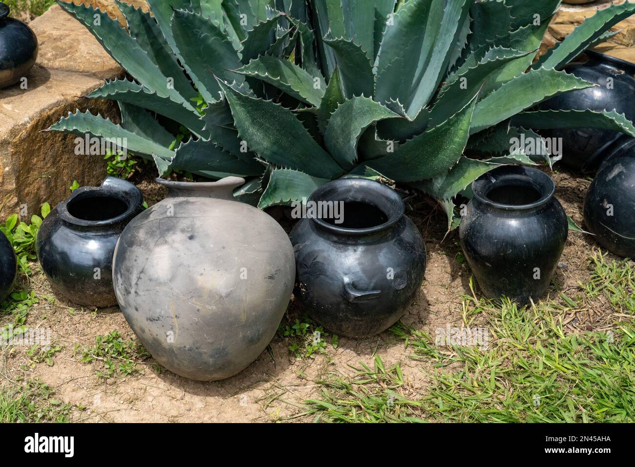 Oaxacan black ceramic pots by an agave plant in the garden of a pottery ...