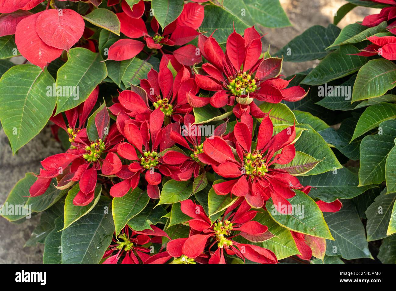 Poinsettias planted for Christmas in the Zocalo Square in historic ...