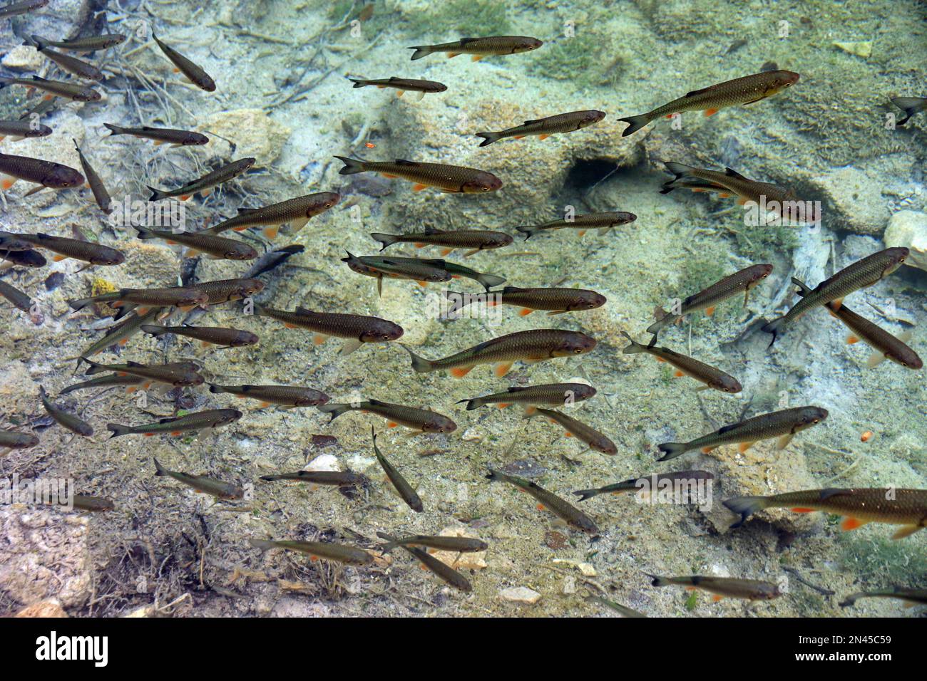 European chub , Fish in the crystal clear water, Plitvice Lakes ...
