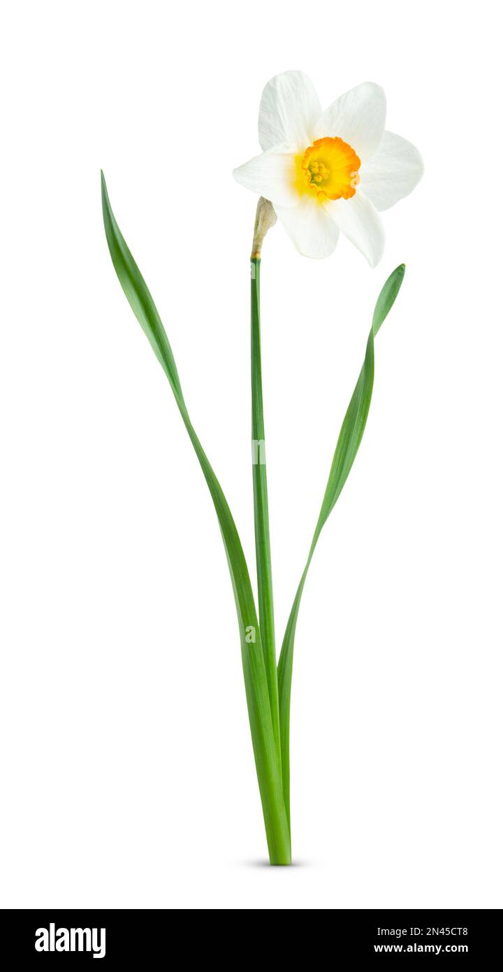 Single White Narcissus Flower
