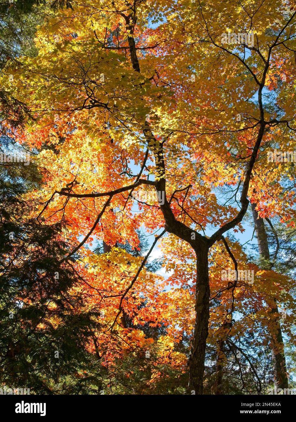 Red and yellow maple tree in autumn with sun in its branches Stock ...