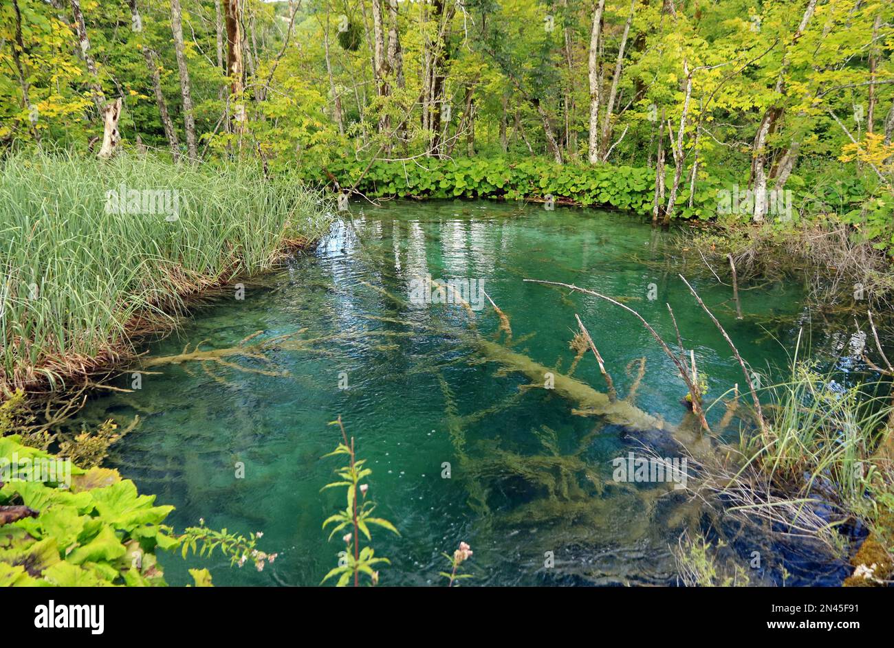 Lakes in forest crystal hi-res stock photography and images - Alamy