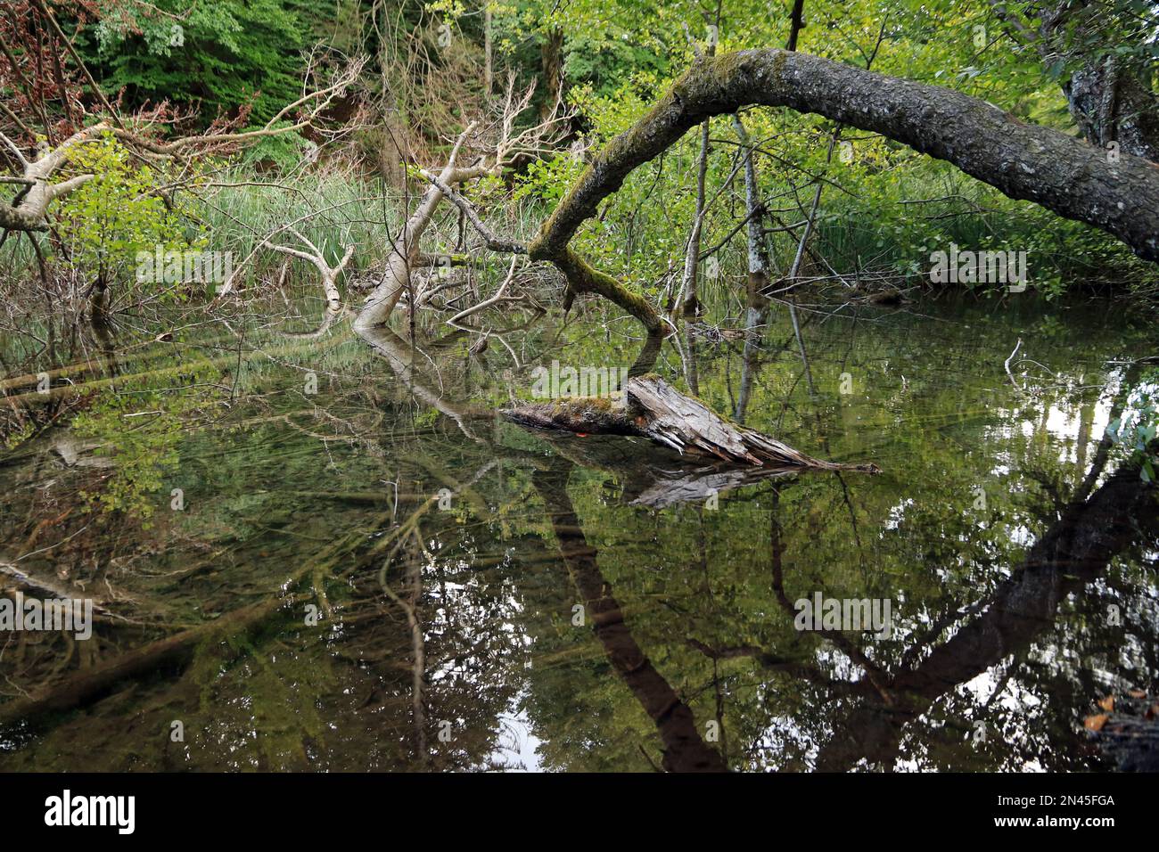 Small lake with crystal water and old trees, Plitvice Lakes National ...