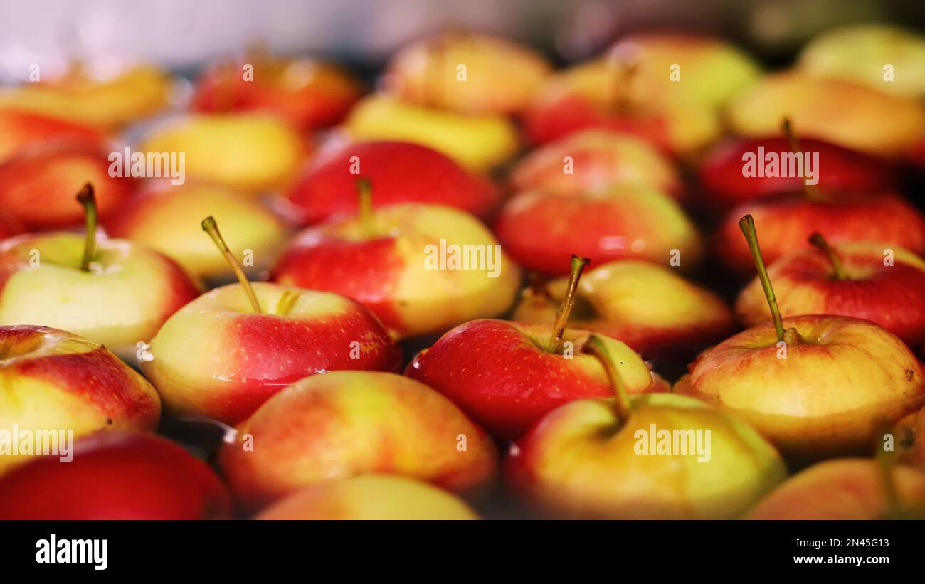 fresh picked apple harvest. The process of washing apples in a fruit ...