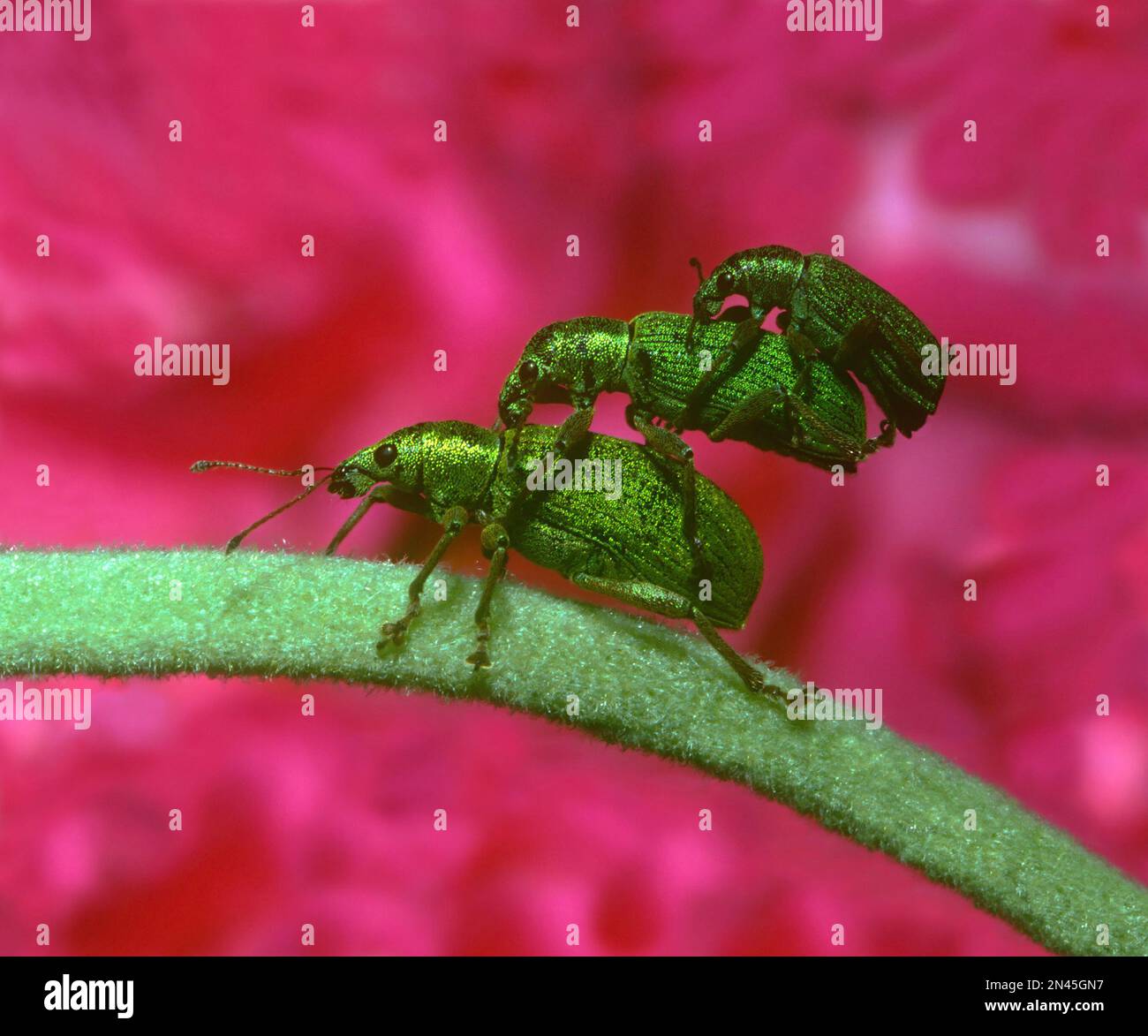 Insects family hi-res stock photography and images - Alamy