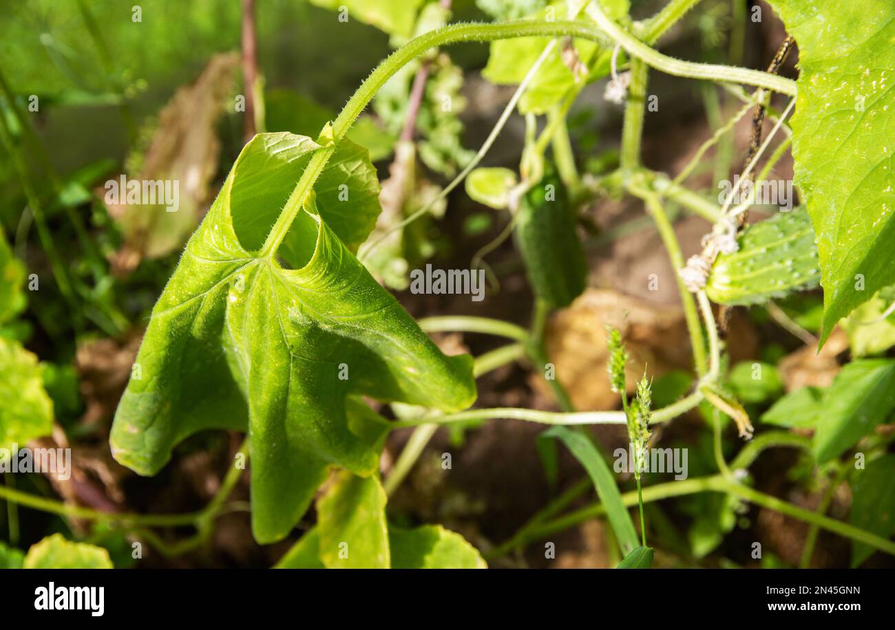 Withered borage leaves in a greenhouse. The concept of pathogens and ...