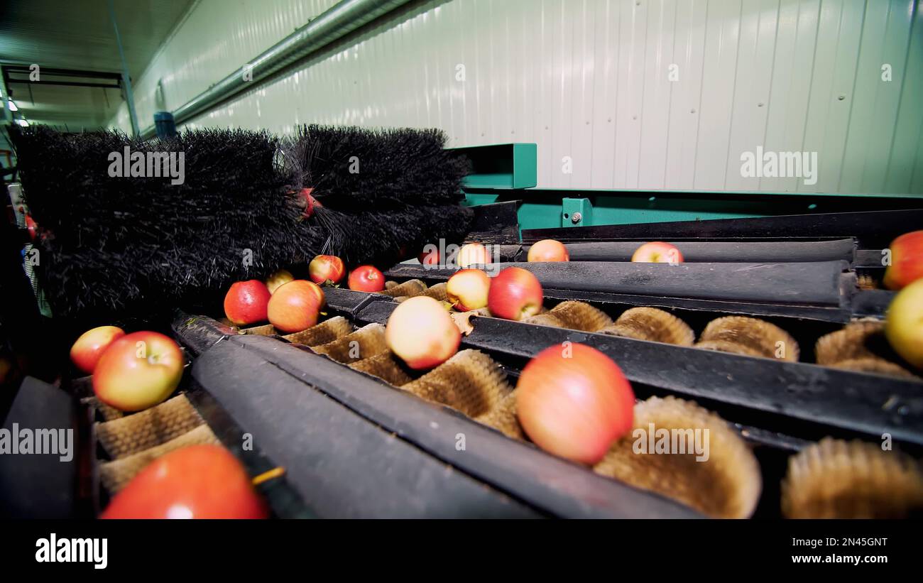 Equipment in a factory for drying and sorting apples. industrial ...