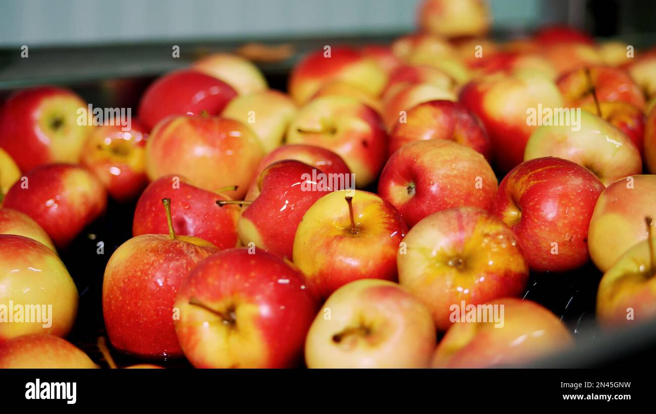 fresh picked apple harvest. The process of washing apples in a fruit ...