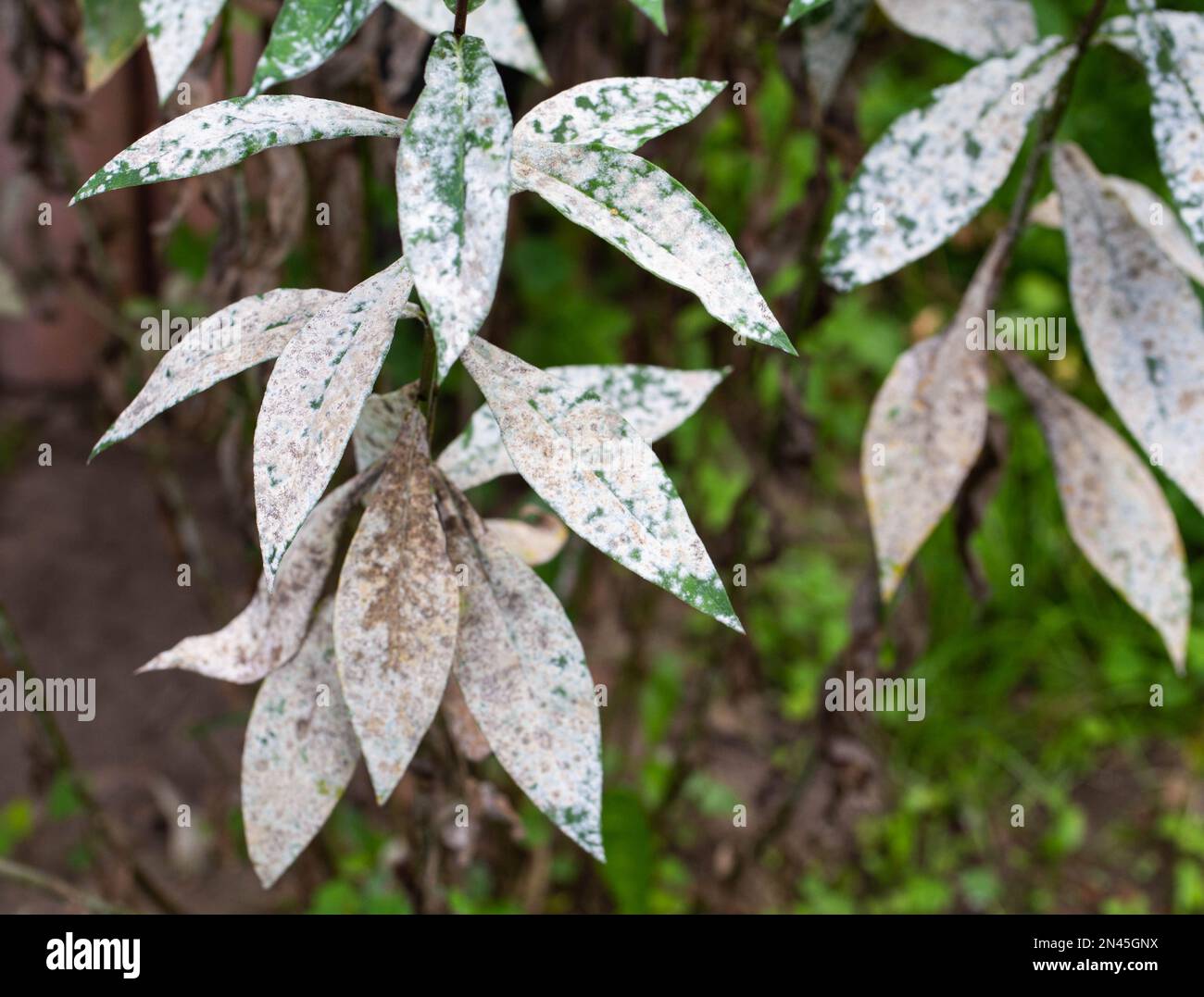 Infectious disease on the leaves of flowers. White bloom on flowers ...