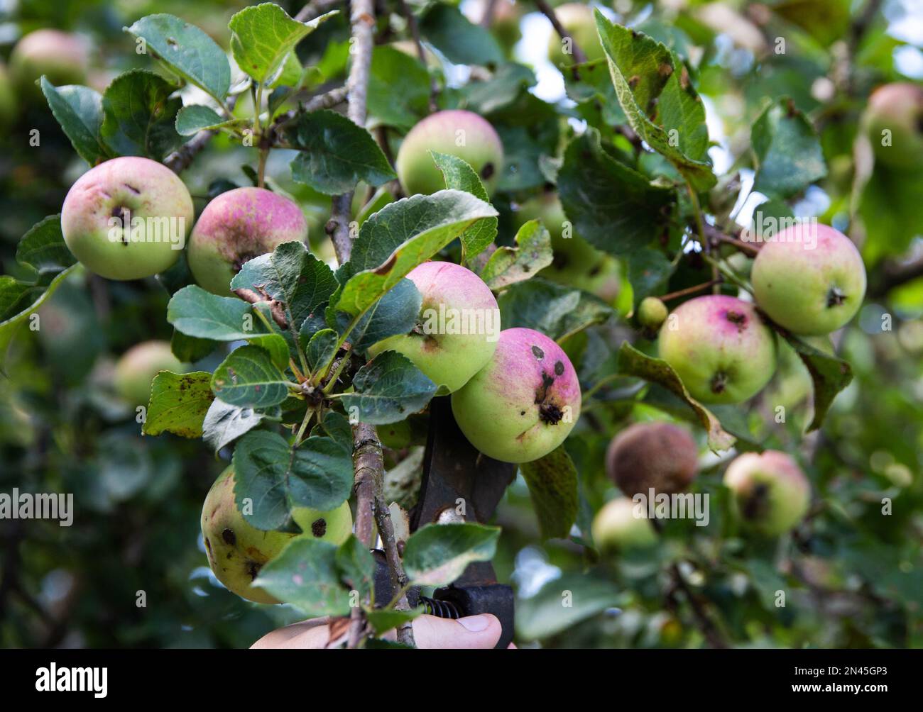 fungal disease on apple fruits. Black dots on apples, scab disease or ...