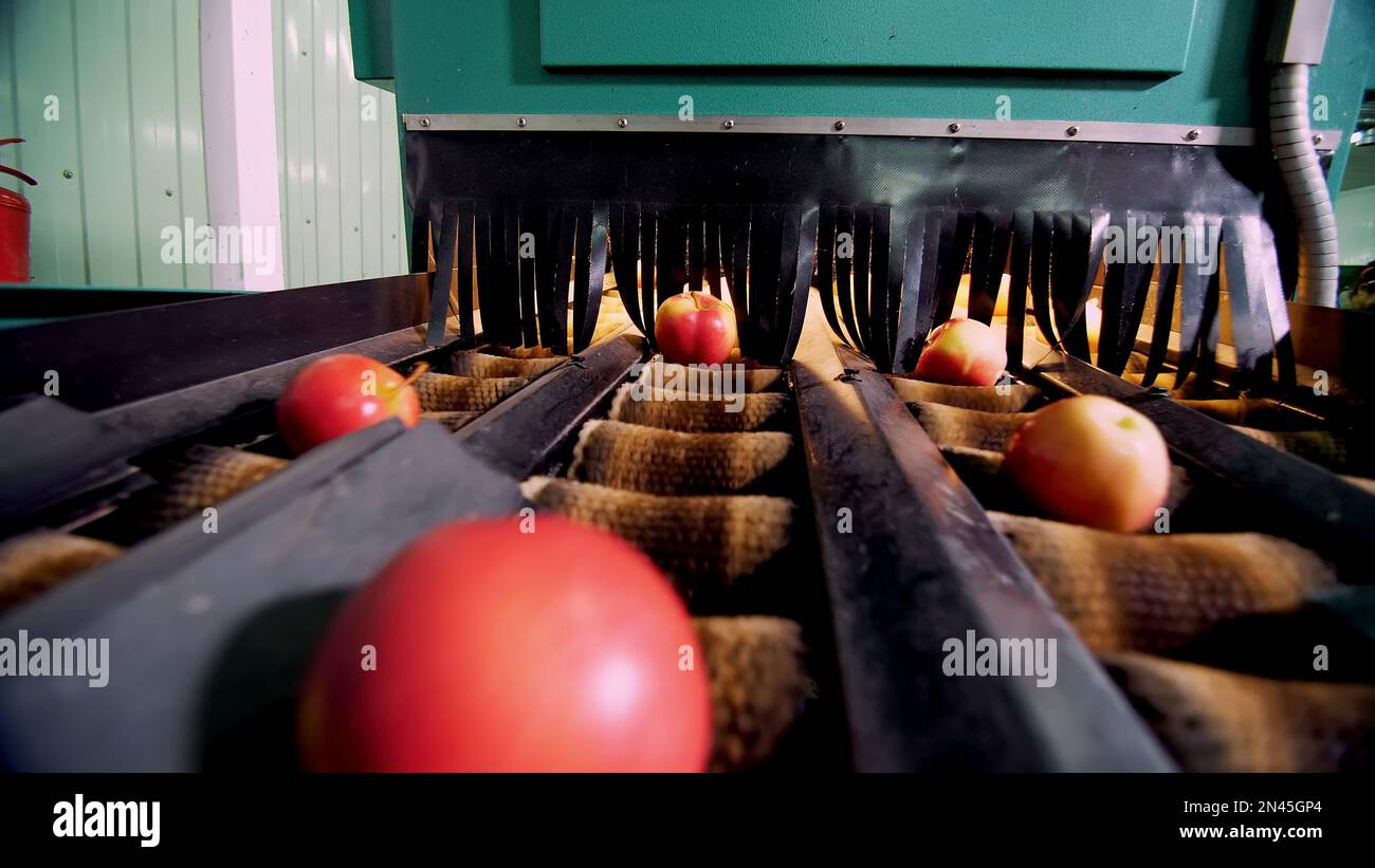 Equipment in a factory for drying and sorting apples. industrial production facilities in food ...