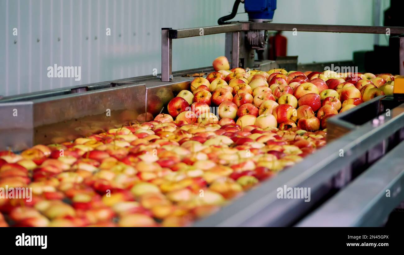 Harvesting sorting system hi-res stock photography and images - Alamy