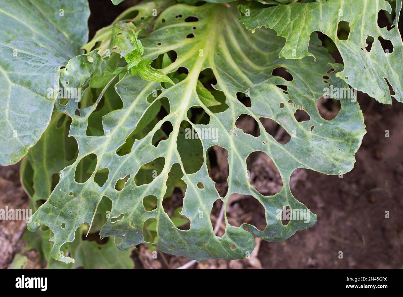 Cabbage leaves in holes in the garden. Pests are a cabbage butterfly ...