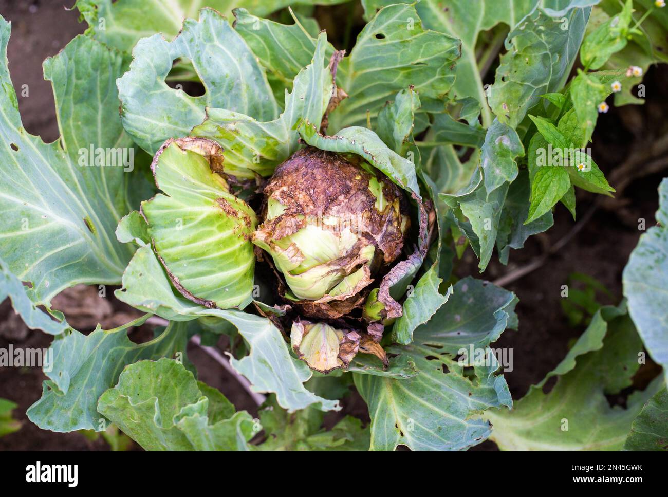 Erwinia aroideae holland hi-res stock photography and images - Alamy