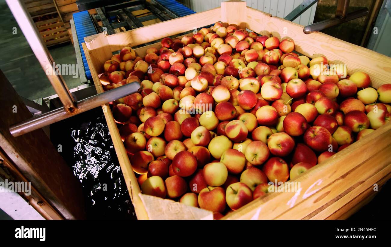 The process of washing apples in a fruit production plant. wooden boxes ...