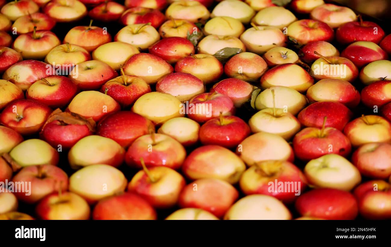 fresh picked apple harvest. The process of washing apples in a fruit ...