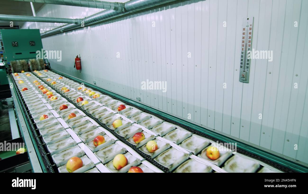 Apple storage packing facilities hi-res stock photography and images ...