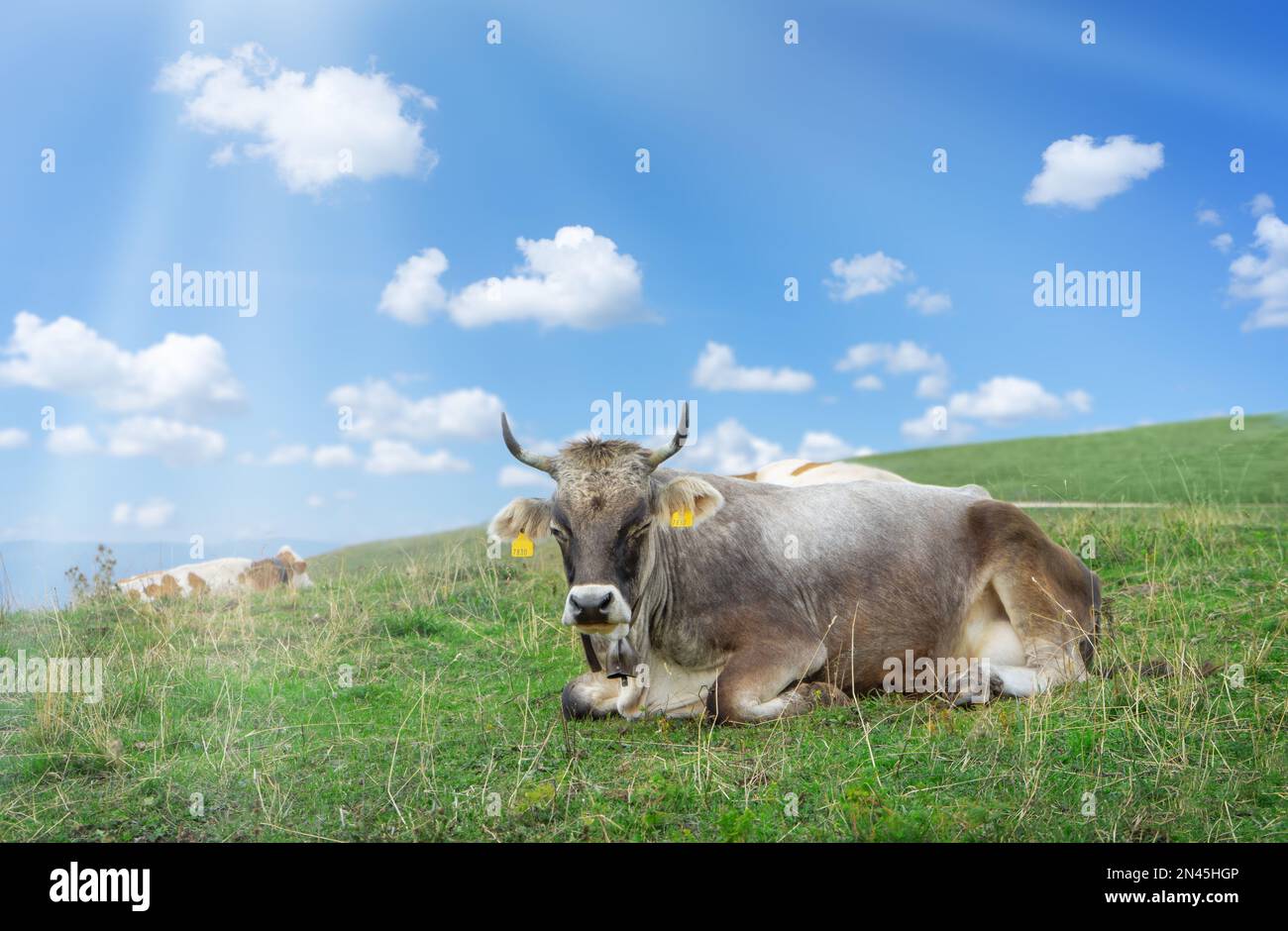 Single brown Swiss cow lying on the grass on blue sky background Stock ...