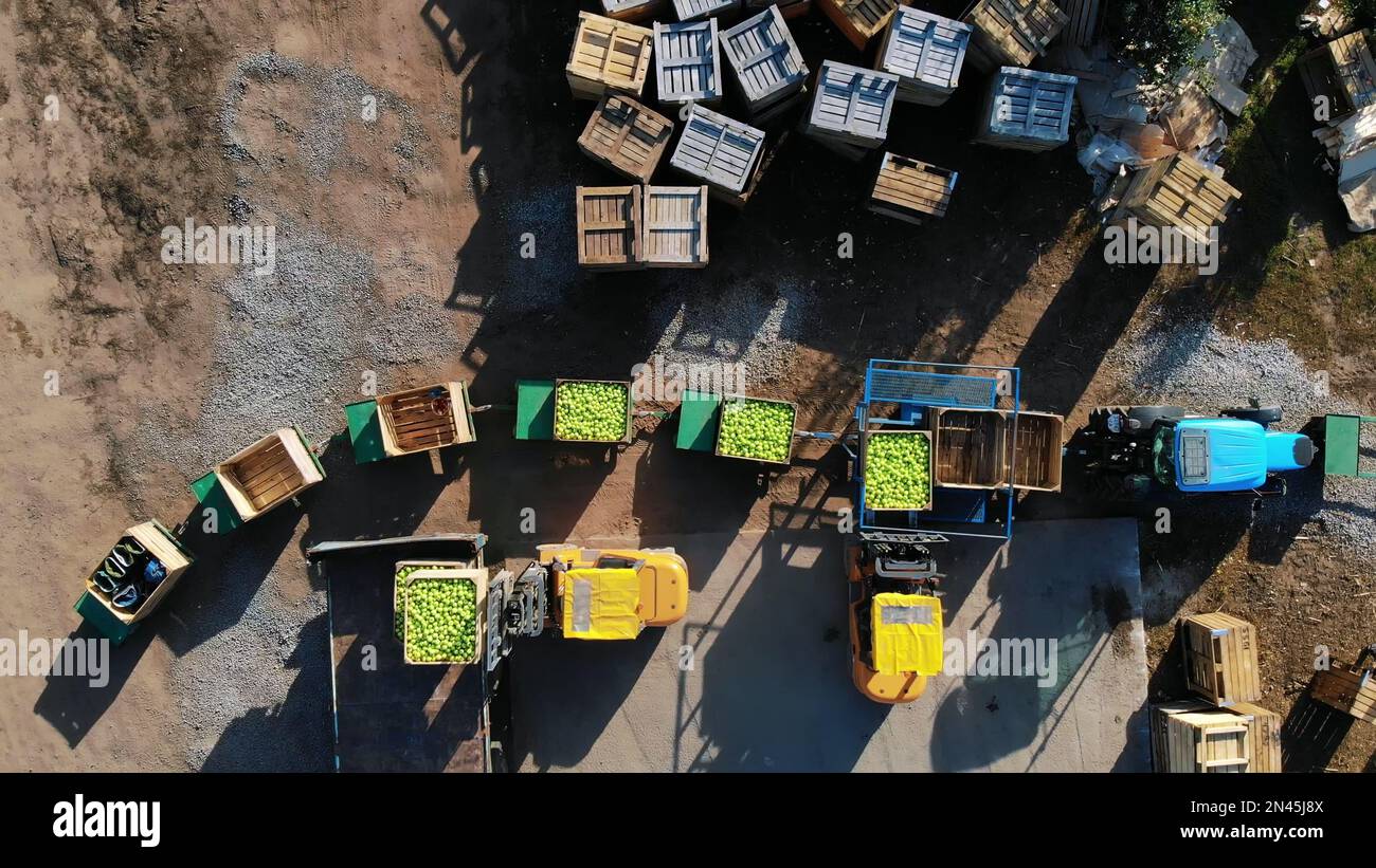 harvest of apples, small loaders, forklift trucks, machines load a big ...