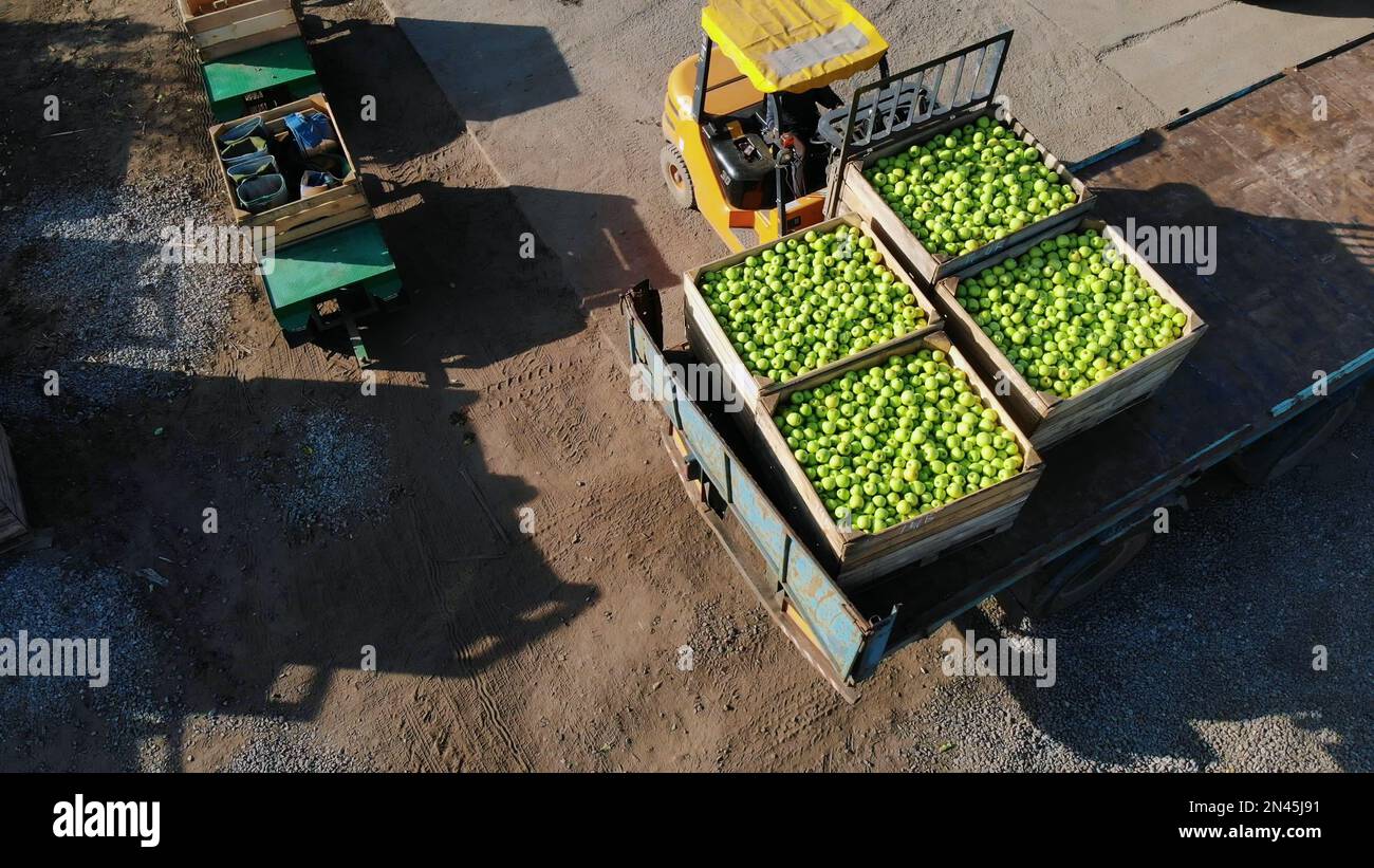 harvest of apples, small loaders, forklift trucks, machines load a big ...
