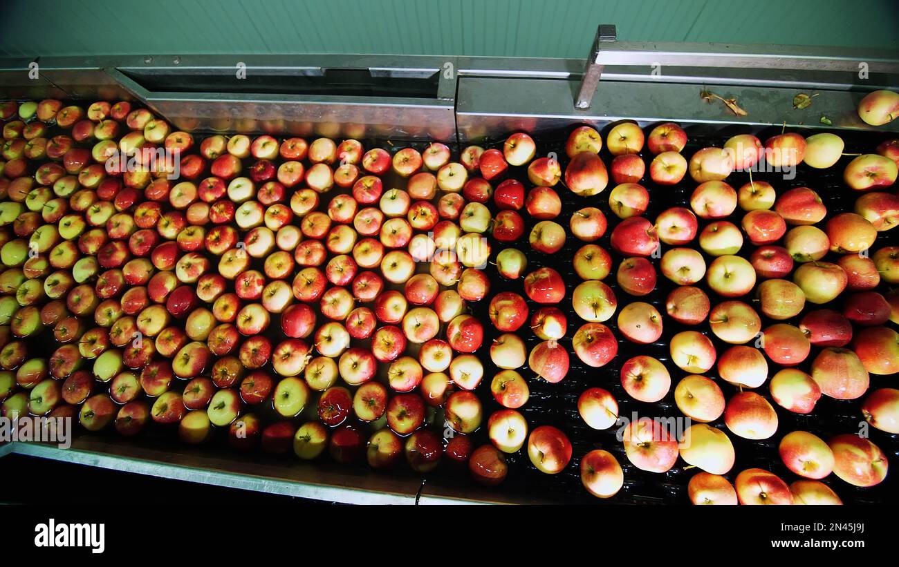 fresh picked apple harvest. The process of washing apples in a fruit ...