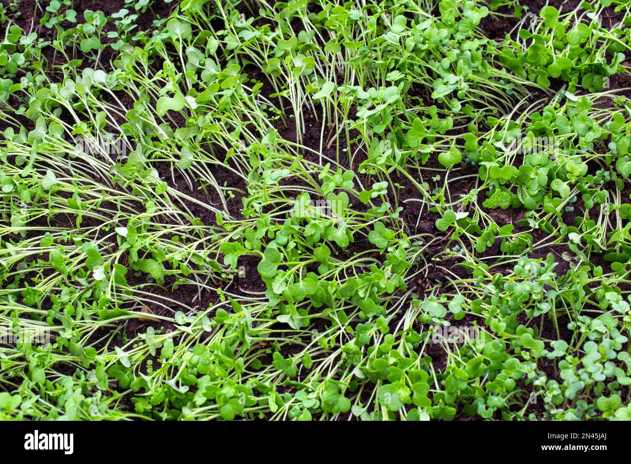 Green plant oil radish. A plant that sits in the soil in a greenhouse ...