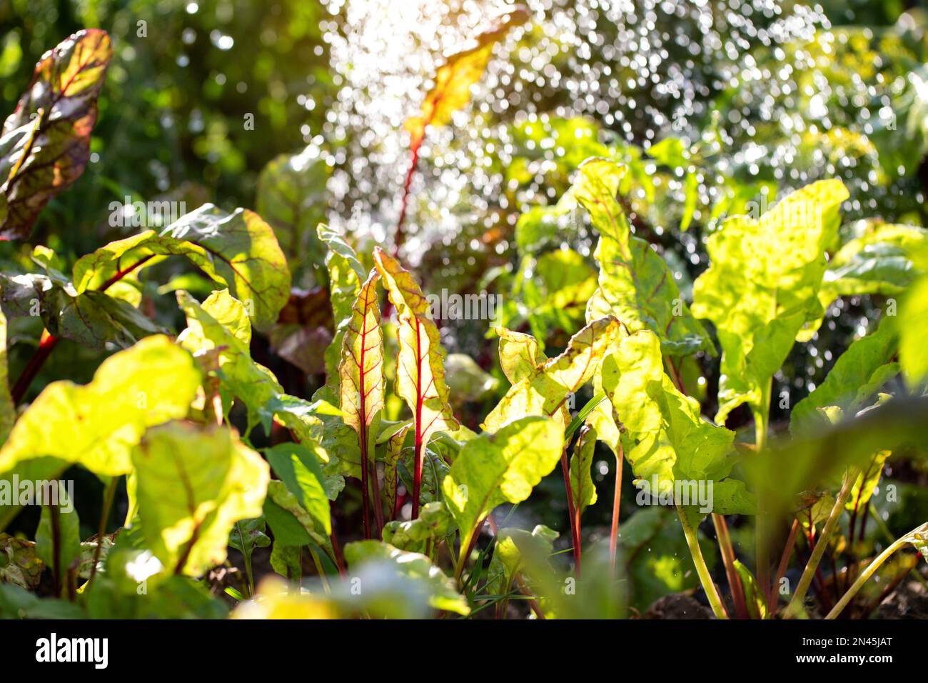 The leaves of the beet root against the background of drops of water ...