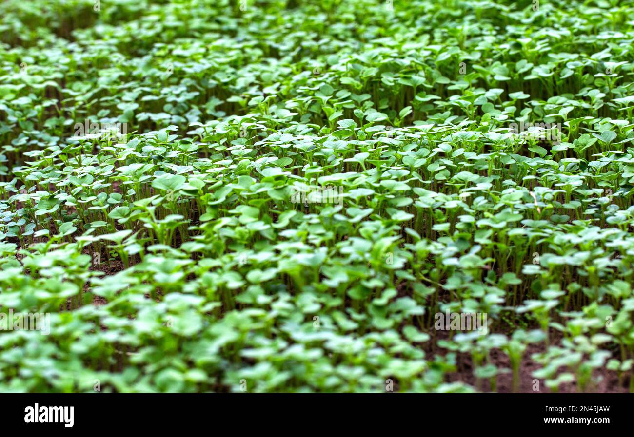 Fodder radish hi-res stock photography and images - Alamy