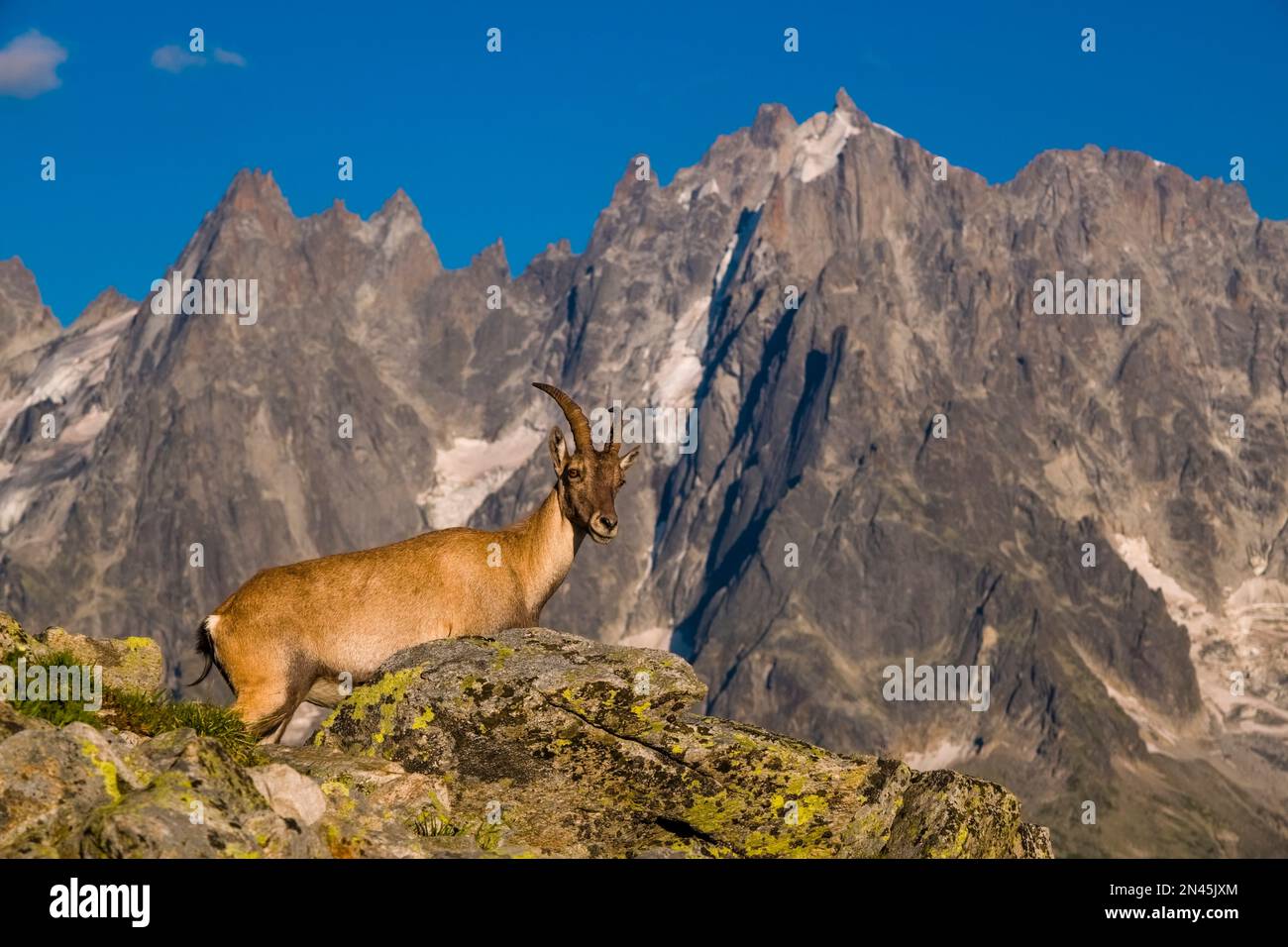 A female Alpine Ibex (Capra ibex) standing on a rocky ridge, slopes and ...